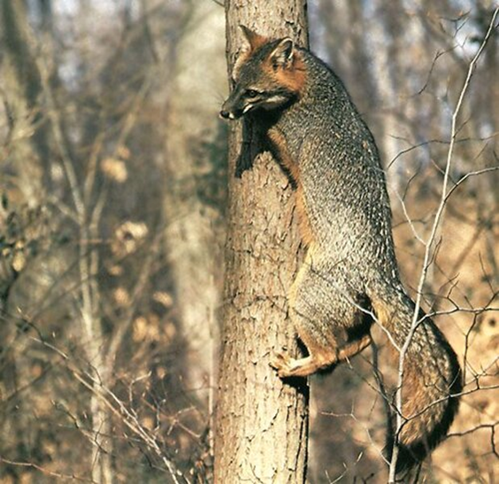 Meet the Fox that can Climb - Herring Ponds Watershed Association