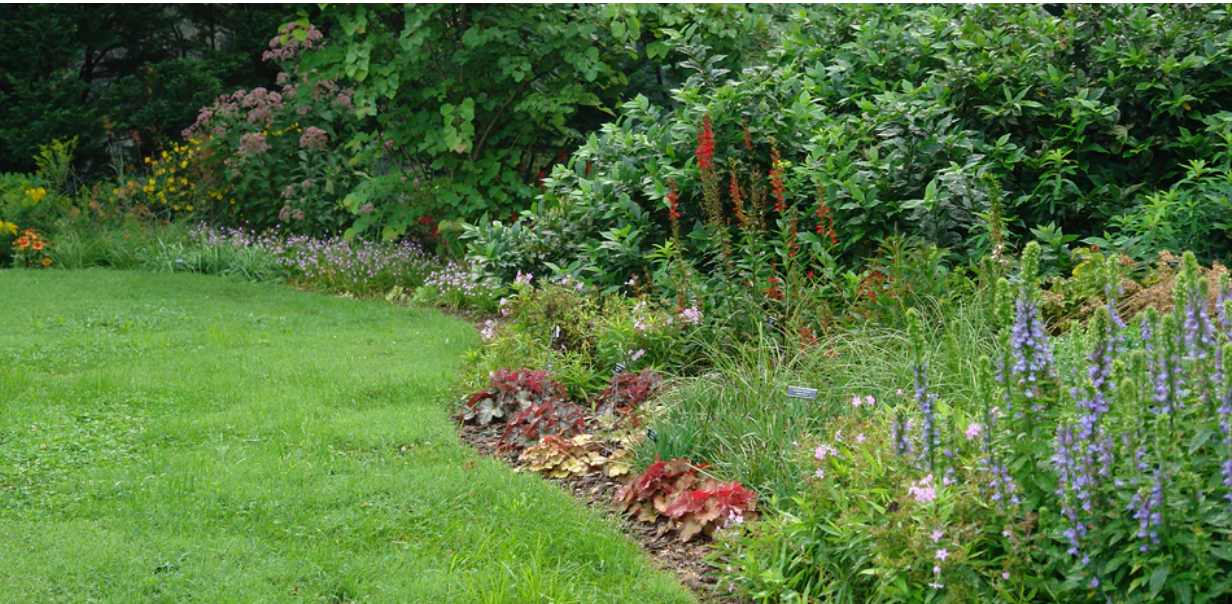 Commit to Stewardship - Rewilding Part of Your Yard - Herring Ponds ...