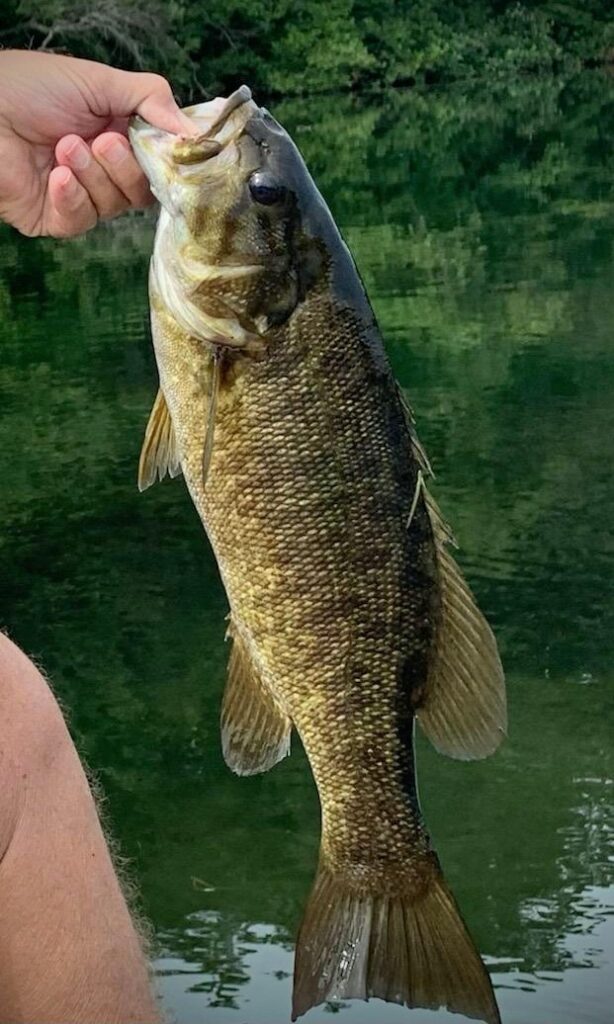 Joe Solimini Catches…and Releases…a Lot of Fish - Herring Ponds ...