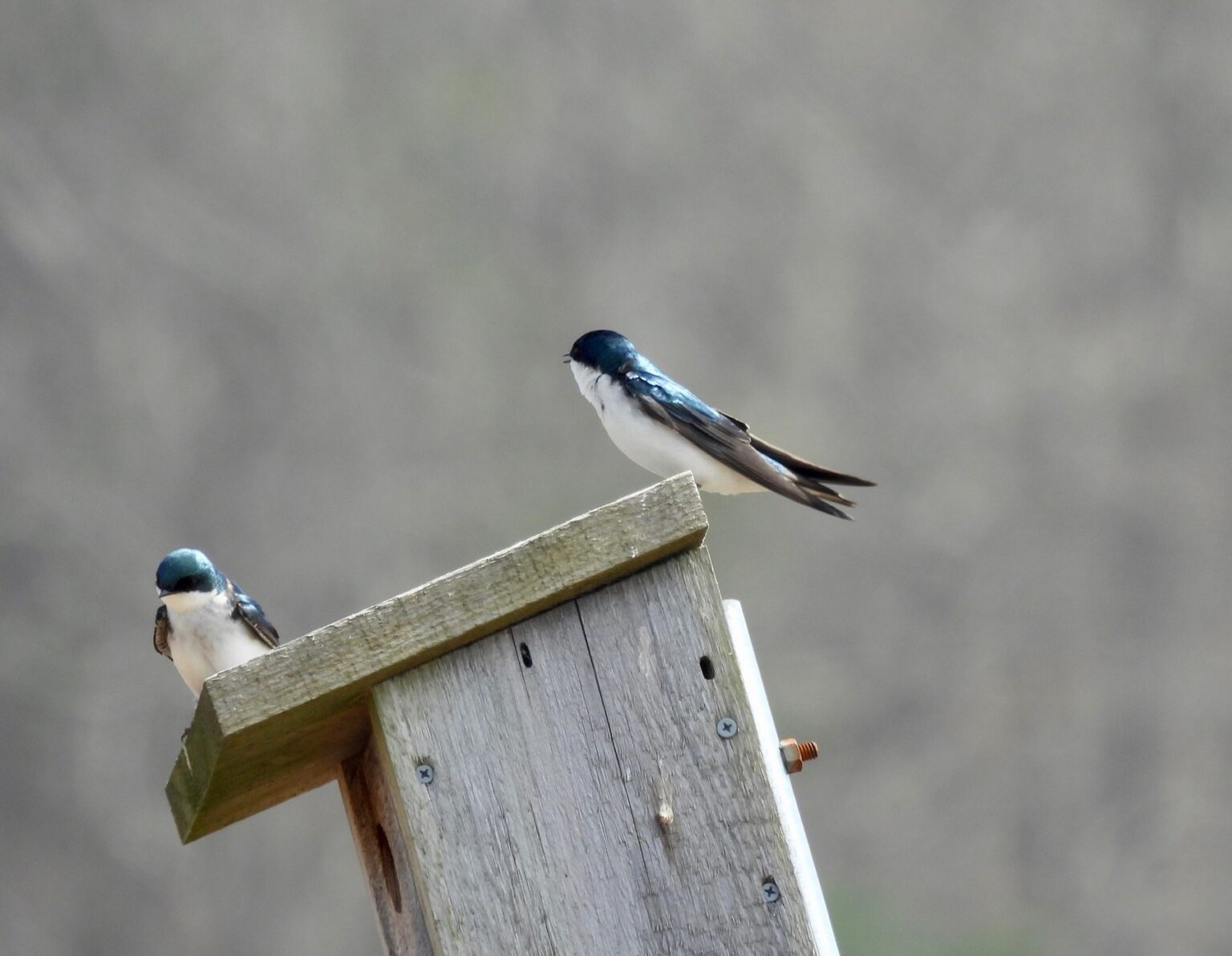 Tree Swallows - Herring Ponds Watershed Association