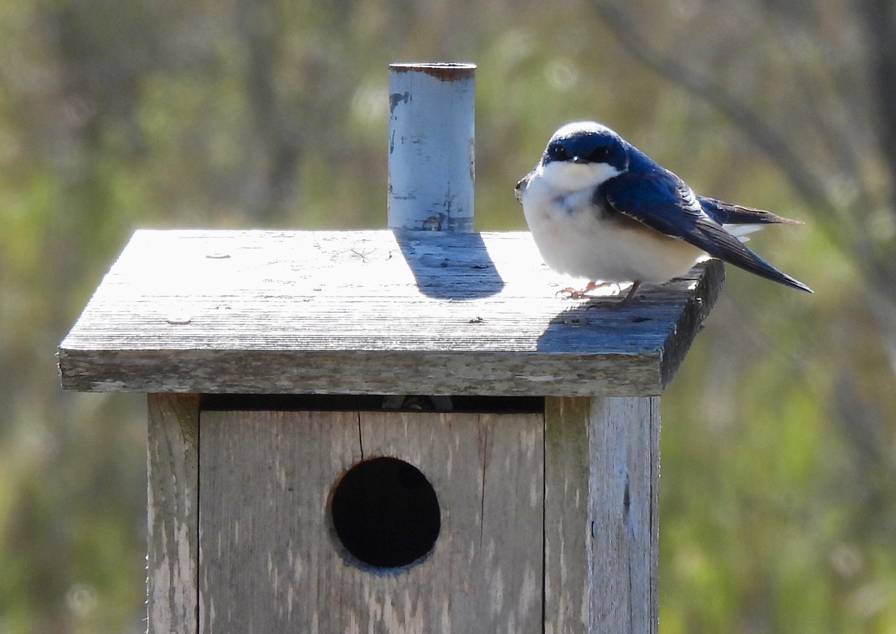 Tree Swallows - Herring Ponds Watershed Association