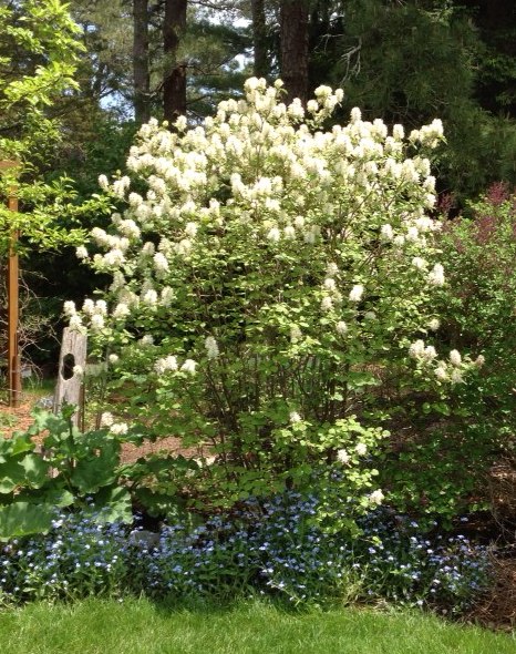 Geri's Garden Tips for Spring - Herring Ponds Watershed Association