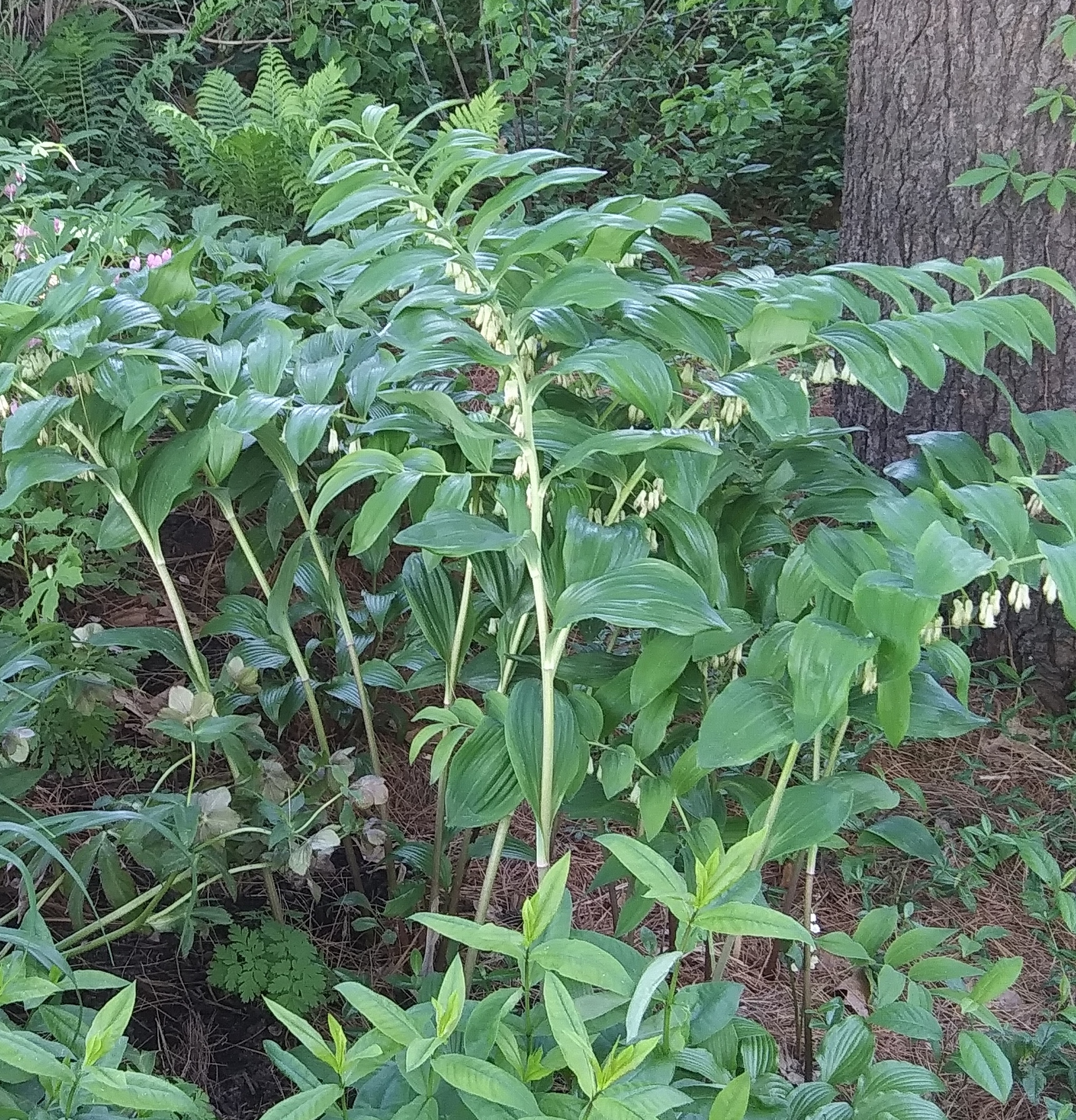 Geri's Garden Tips for Spring - Herring Ponds Watershed Association