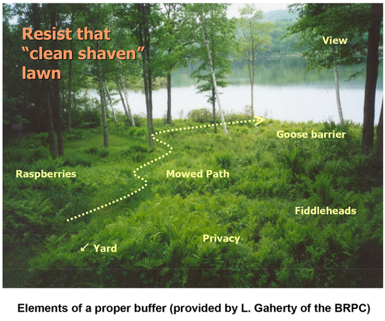 Protecting Wetland Buffer Zones - Herring Ponds Watershed Association