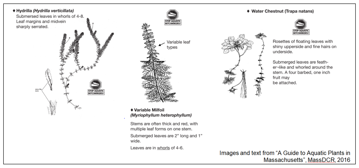 Invasive Pond Weeds – Identification and Prevention - Herring Ponds ...