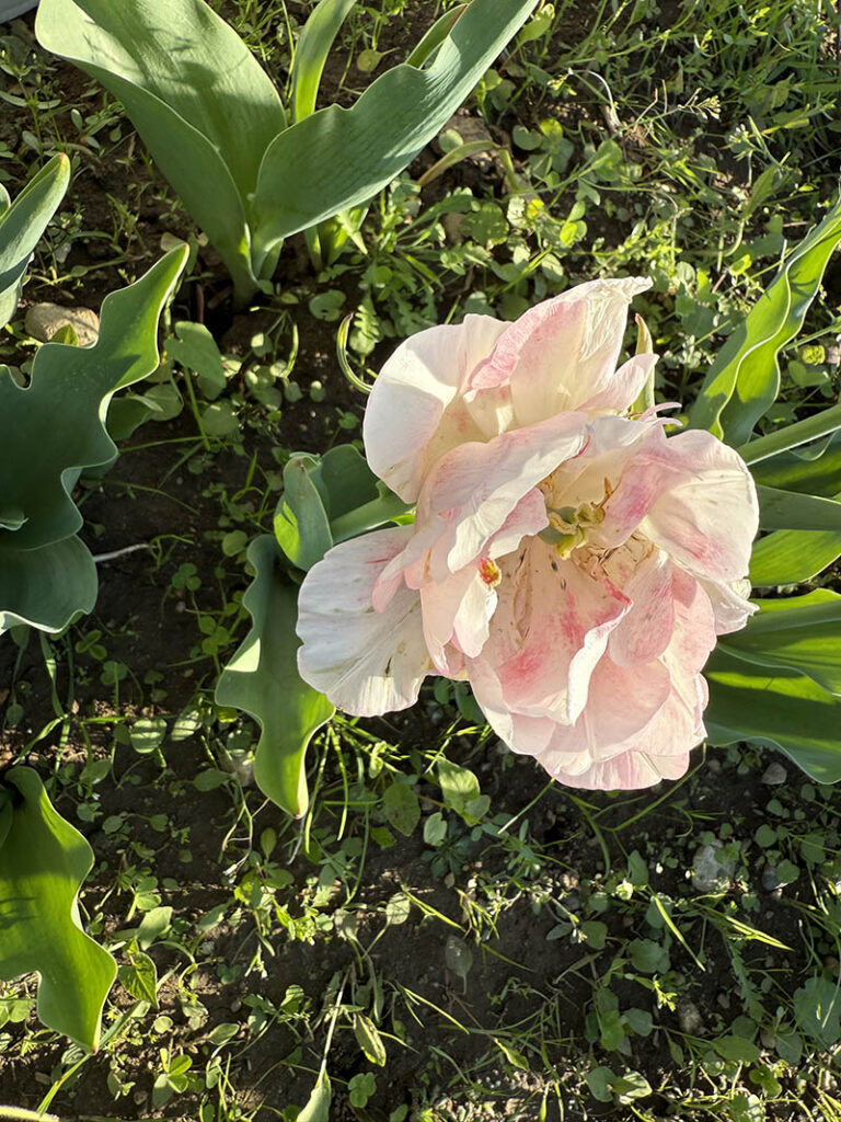 Geri's Spring Gardening Tips - Herring Ponds Watershed Association